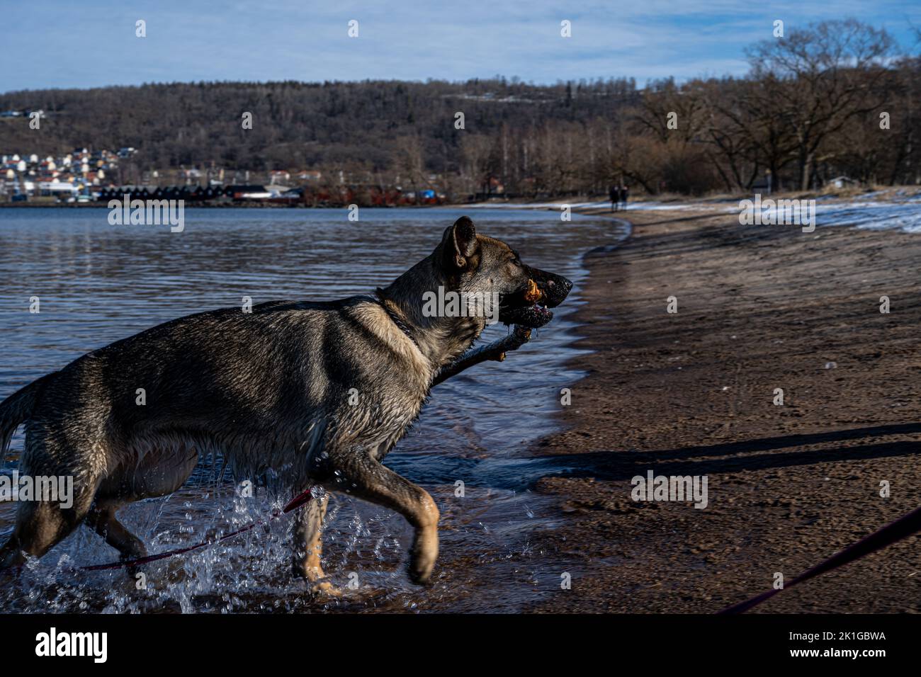 A young happy German Shepherd plays on a beach. Sable colored working ...