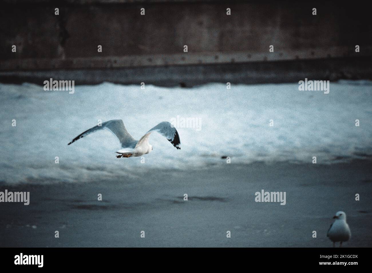 Birdsofcanada hi-res stock photography and images - Alamy