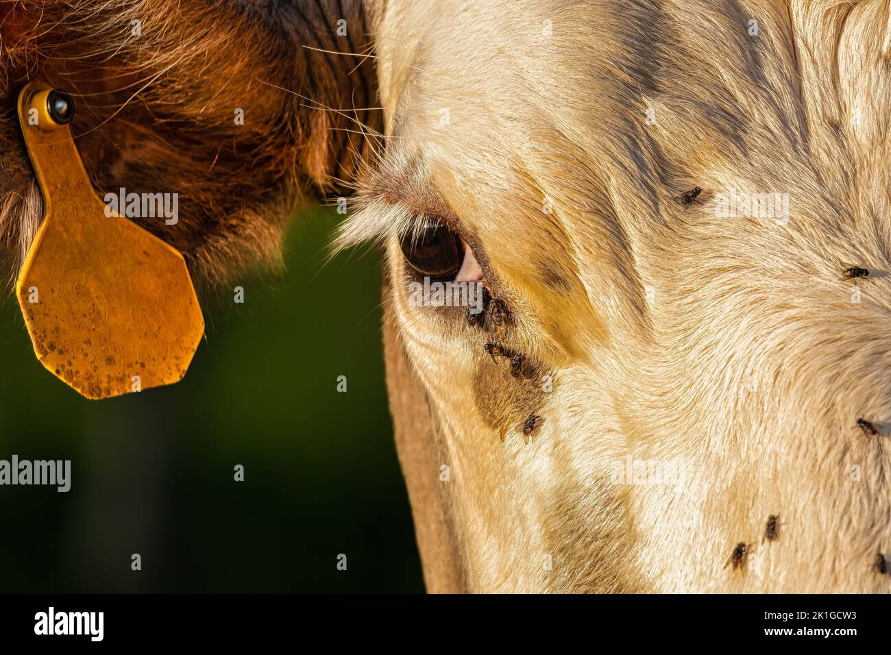 Cow eye up close with summertime flies and ear tag Stock Photo - Alamy