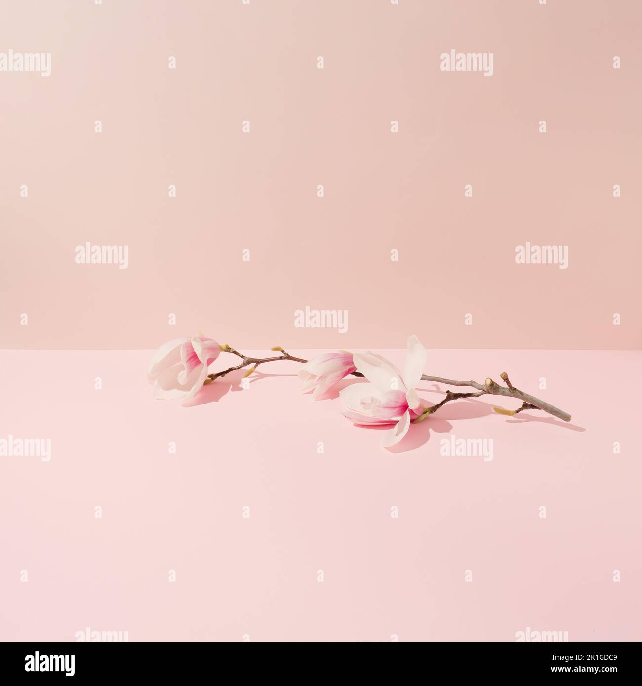 Branch of magnolia flowers set horizontally on pink background with ...