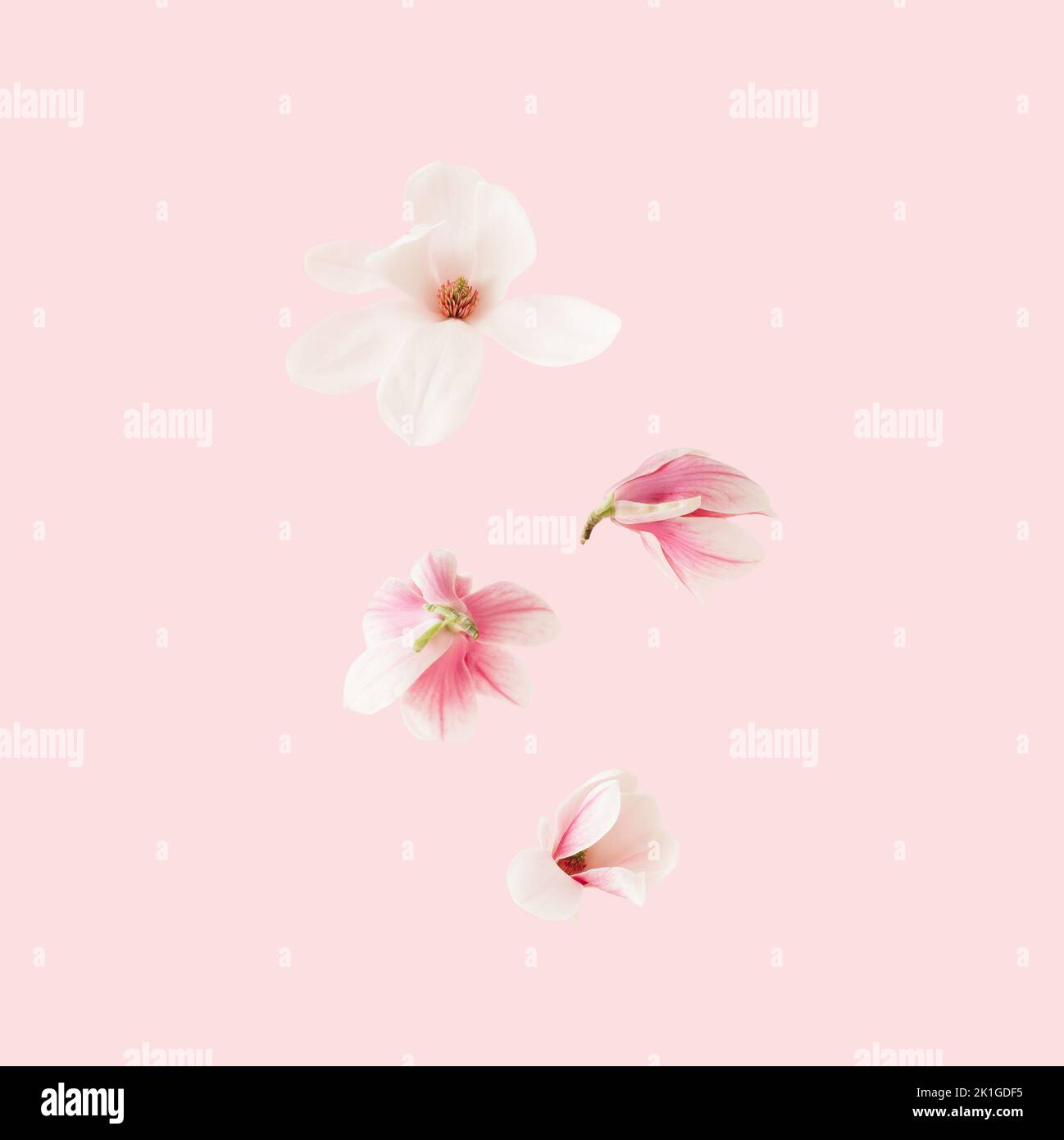 Magnolia wedding frame flower hi-res stock photography and images - Alamy