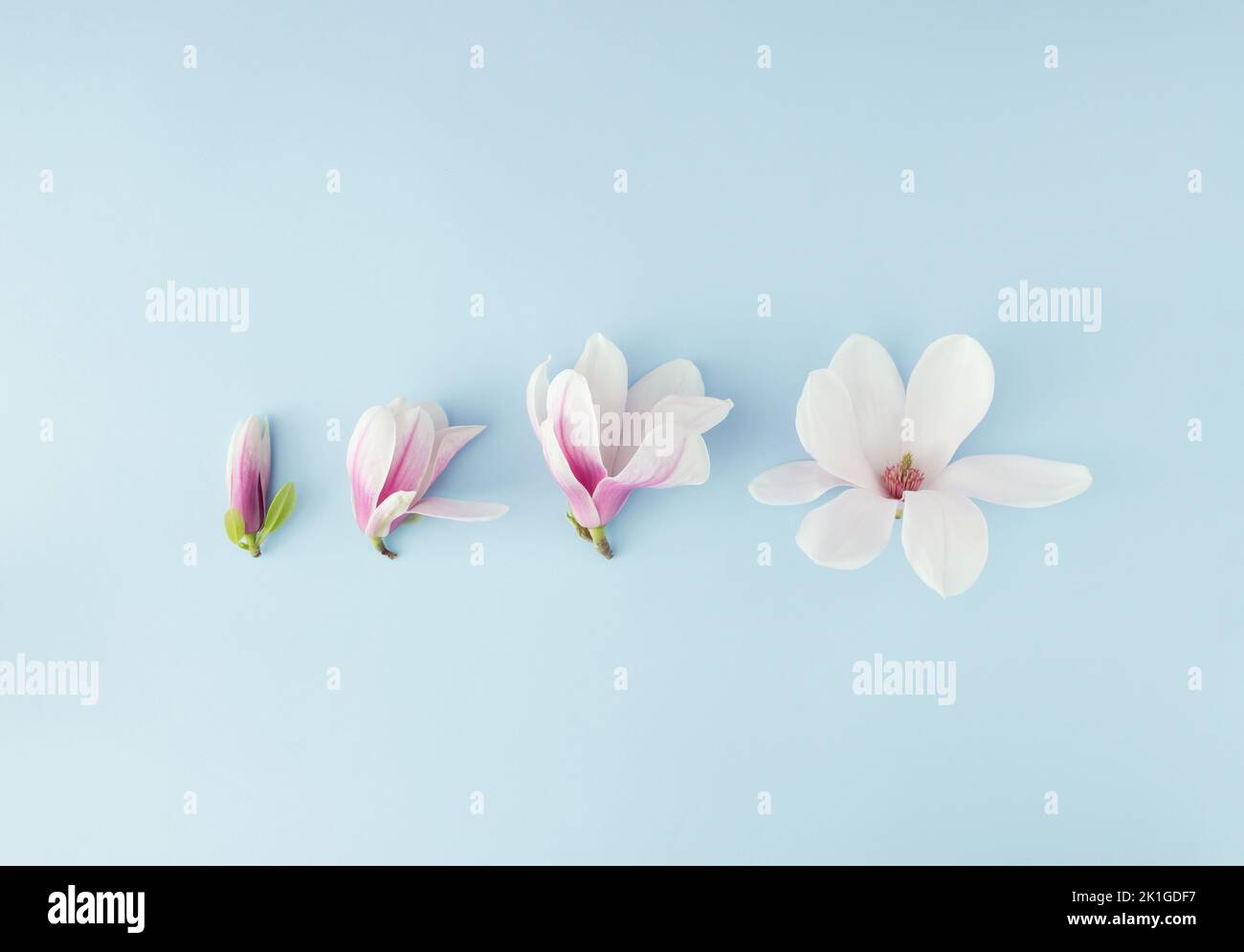 Spring scene with four magnolia flowers aligned on blue background ...
