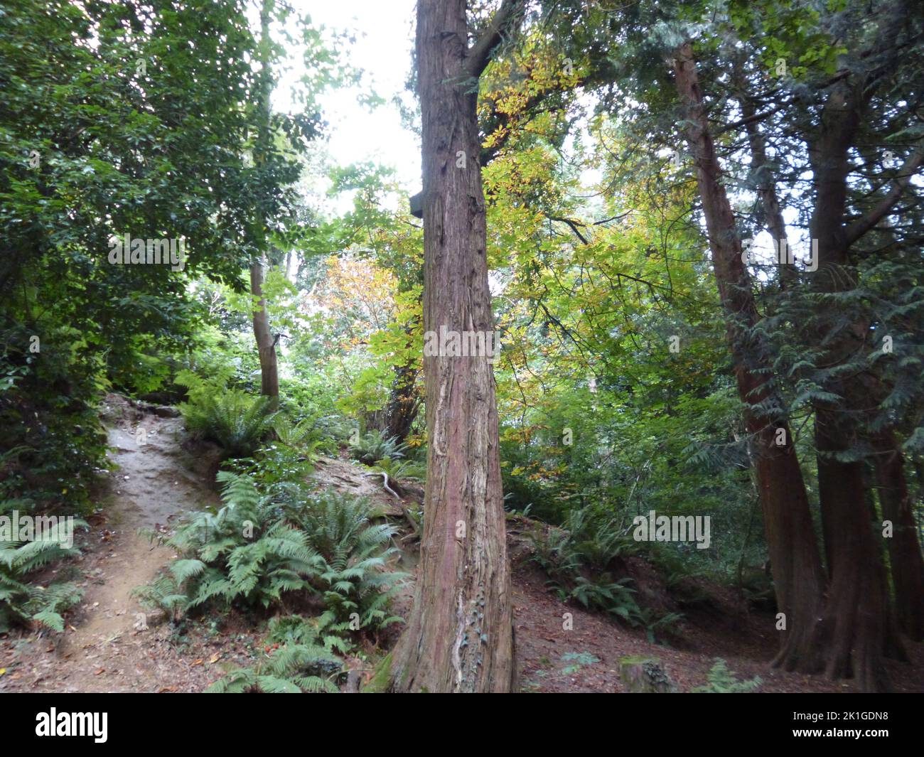 Killynether woods hi-res stock photography and images - Alamy