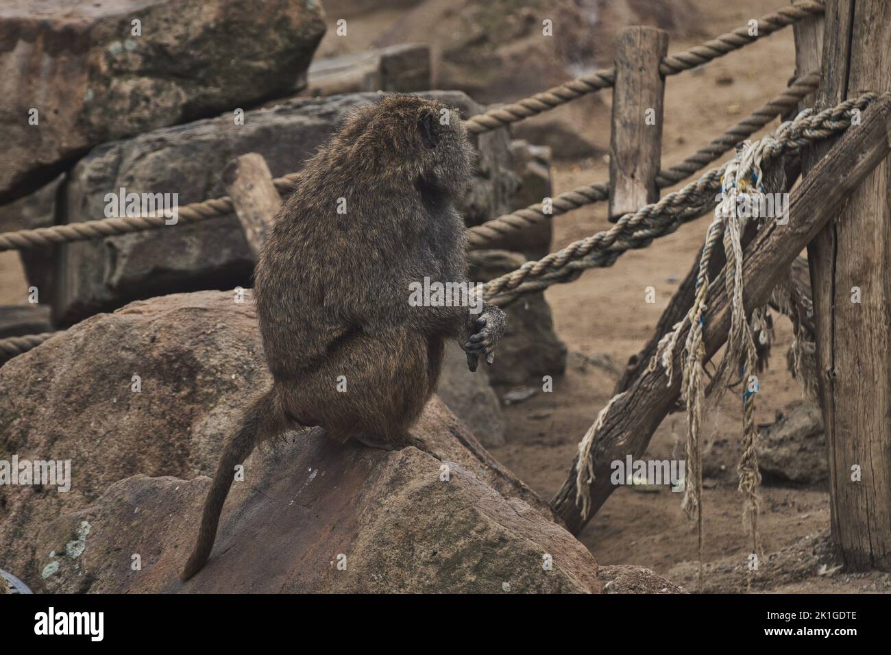 the back of an anubis baboon in a zoo Stock Photo - Alamy
