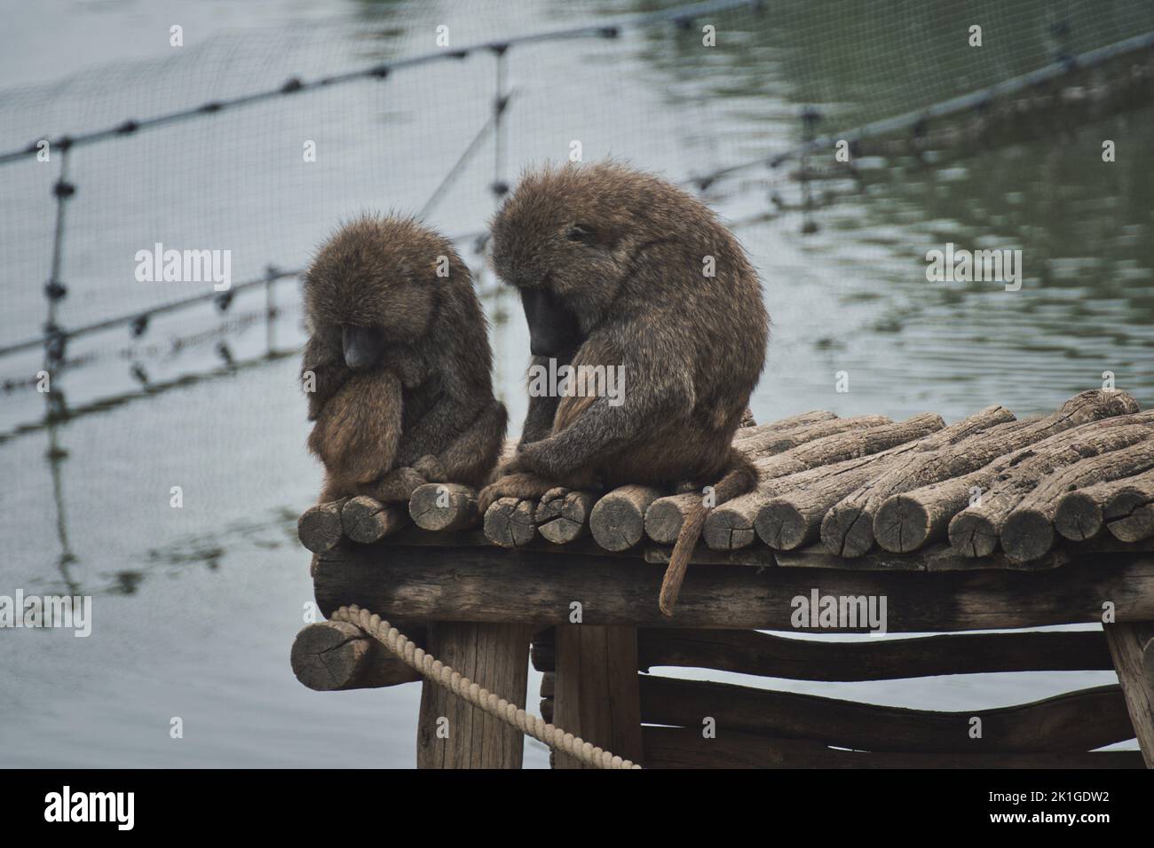 two Anubis baboons (monkeys) in a zoo in germany near water Stock Photo ...
