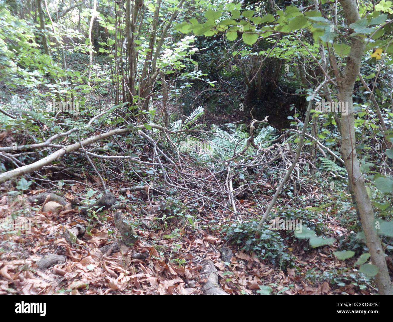 Killynether woods hi-res stock photography and images - Alamy