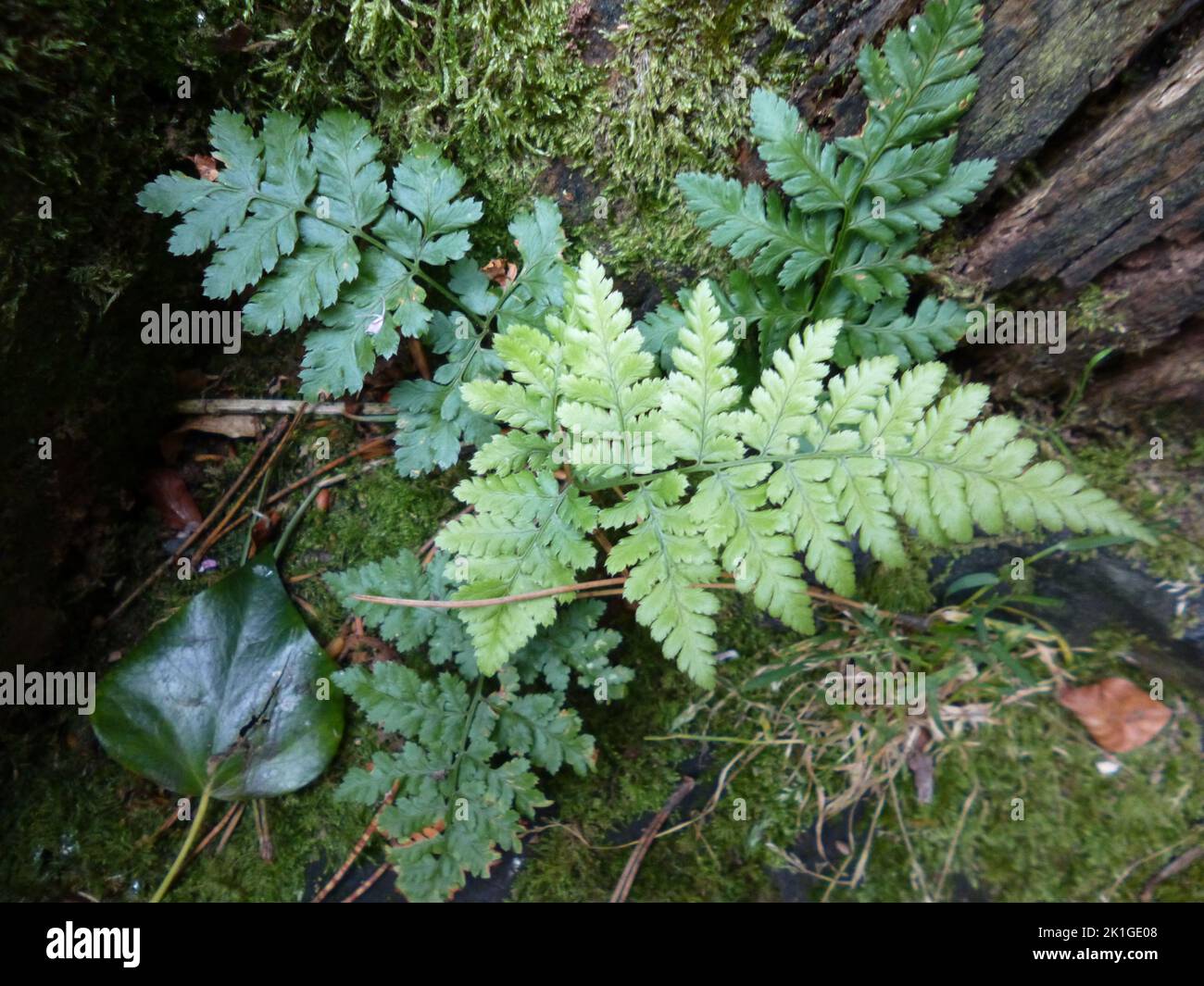 Killynether woods hi-res stock photography and images - Alamy
