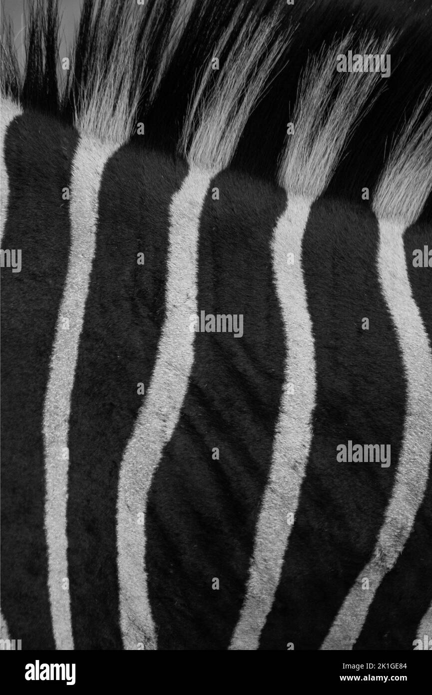 A vertical grayscale closeup of the black and white stripes of a zebra ...