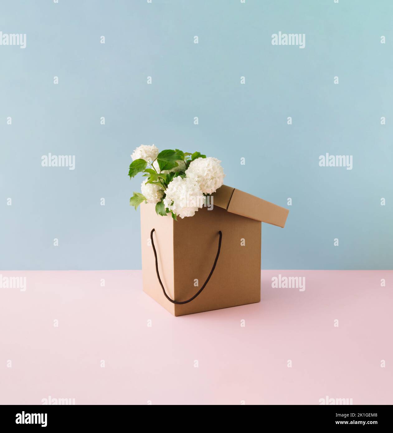 White flowers in brown gift cardboard box on blue and pink background ...