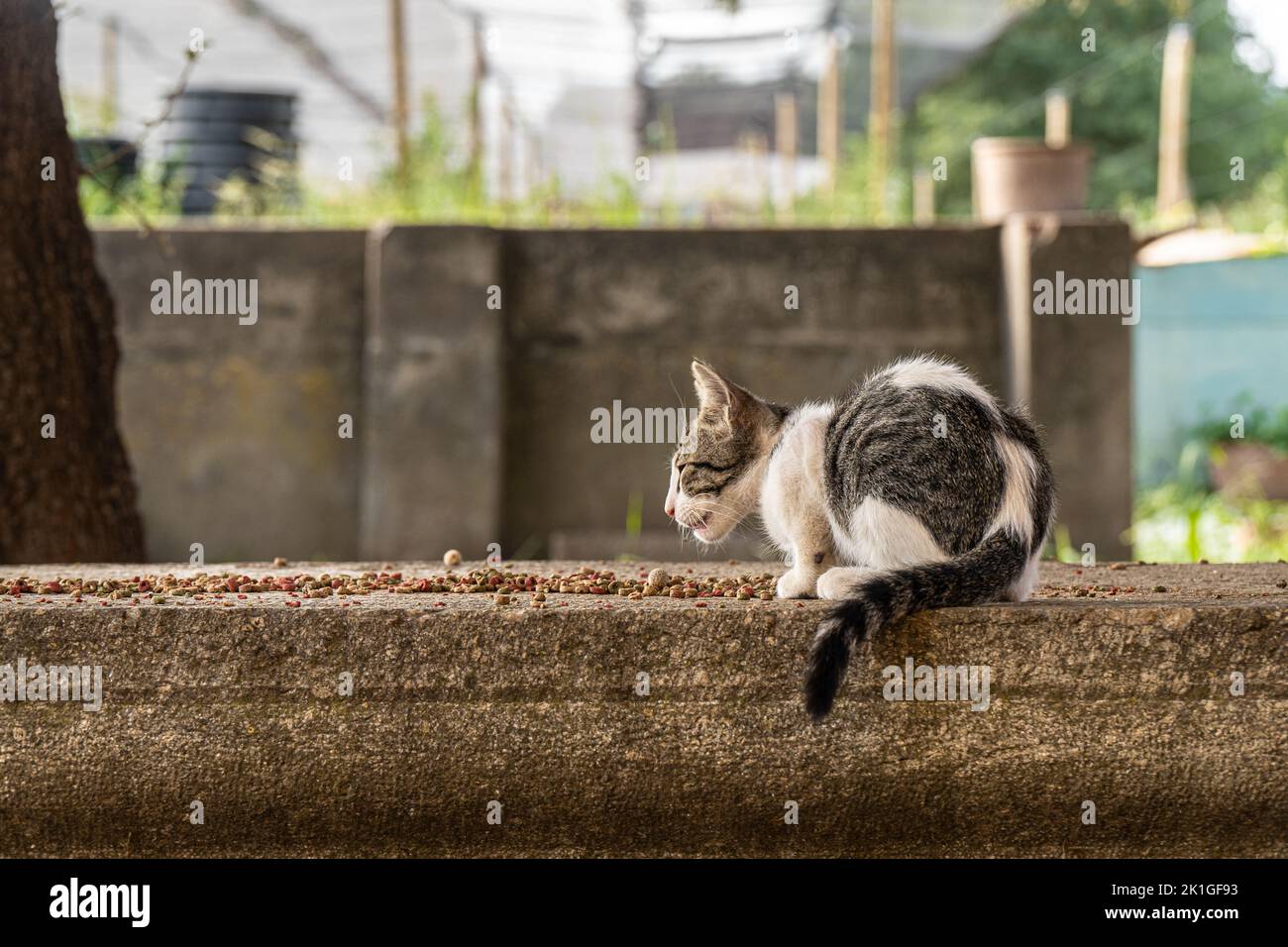 small cat eating in a farm Stock Photo - Alamy