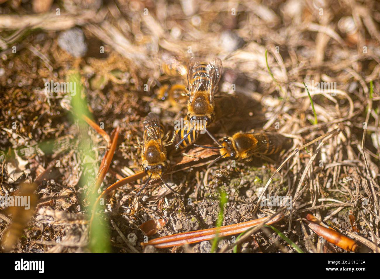 Male ivy mining bees hi-res stock photography and images - Alamy
