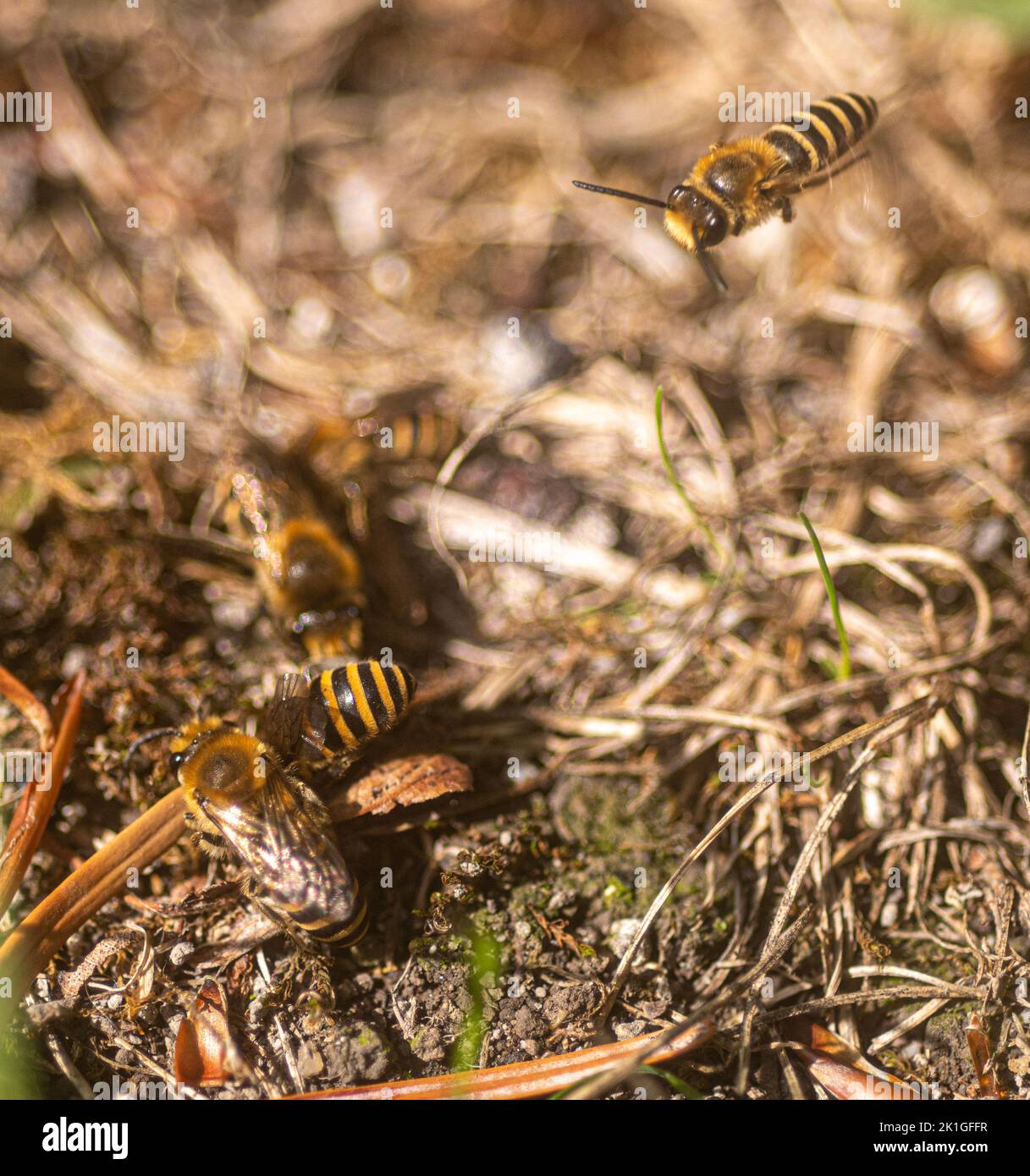 Mining bees hi-res stock photography and images - Alamy