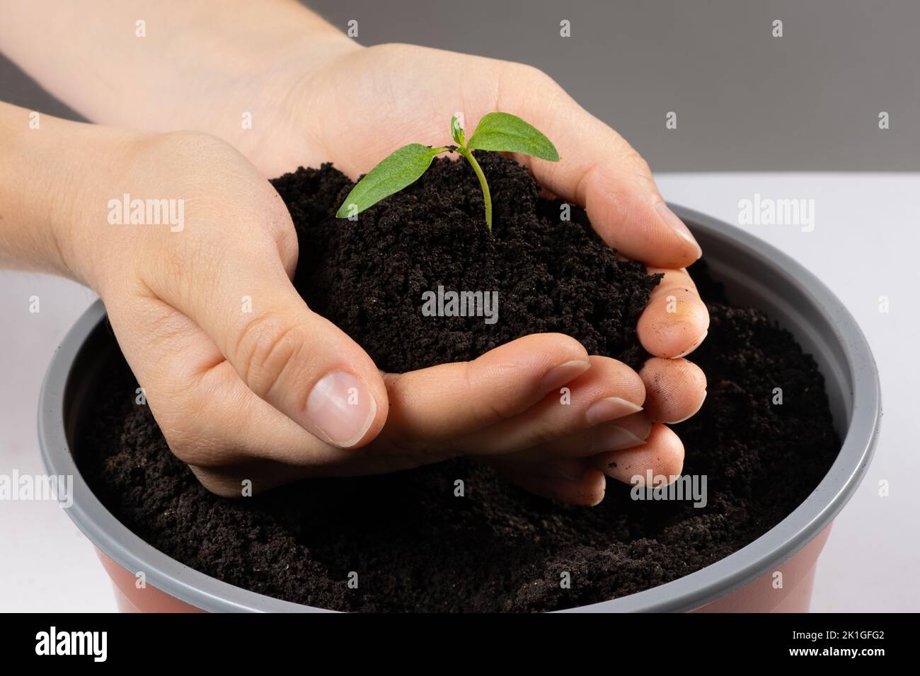 Growing peppers from seeds. Step 6 - Planting in a large pot Stock ...