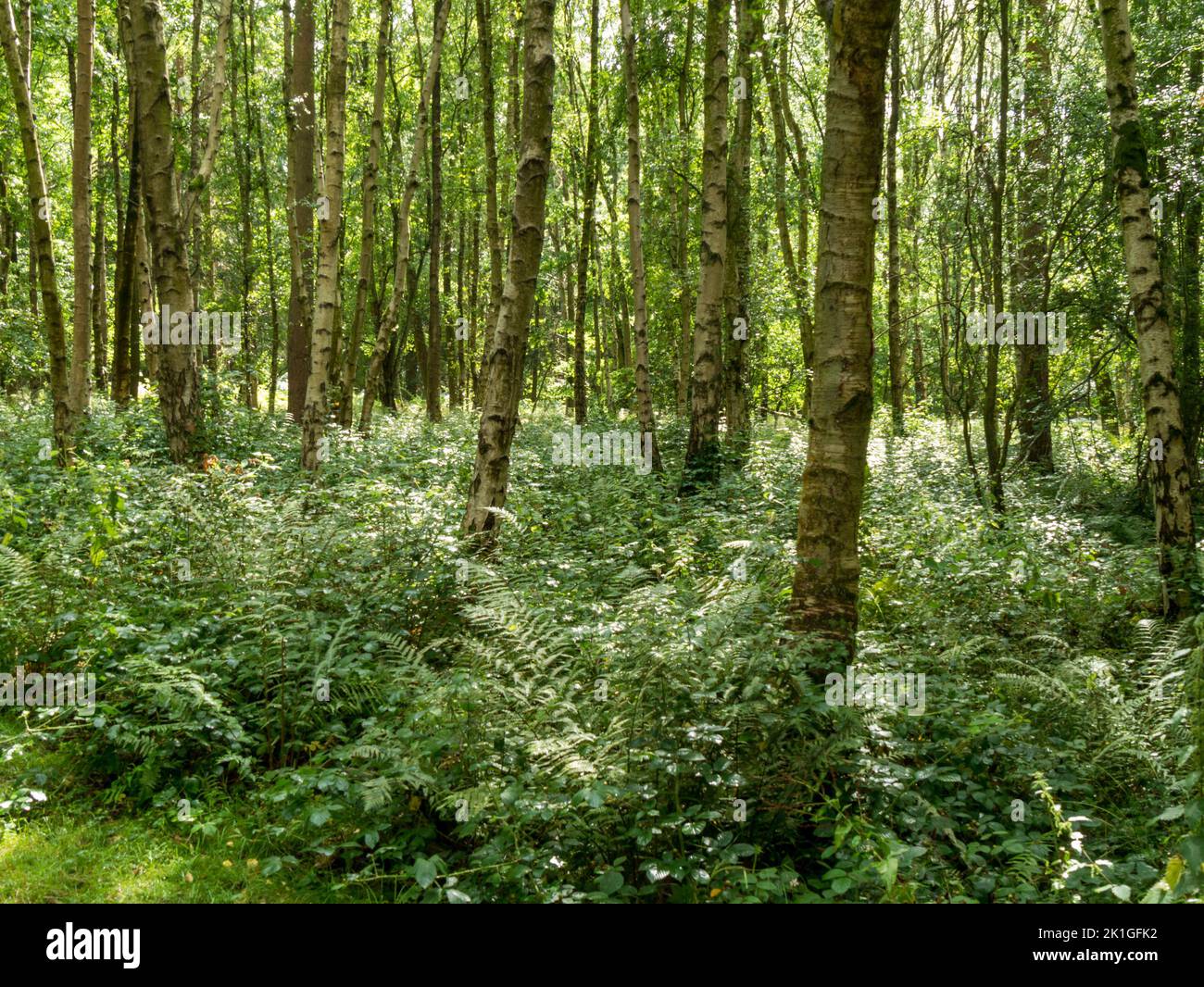 Silver Birch (Betula Pendula) woodland in the National Forest, Calke ...