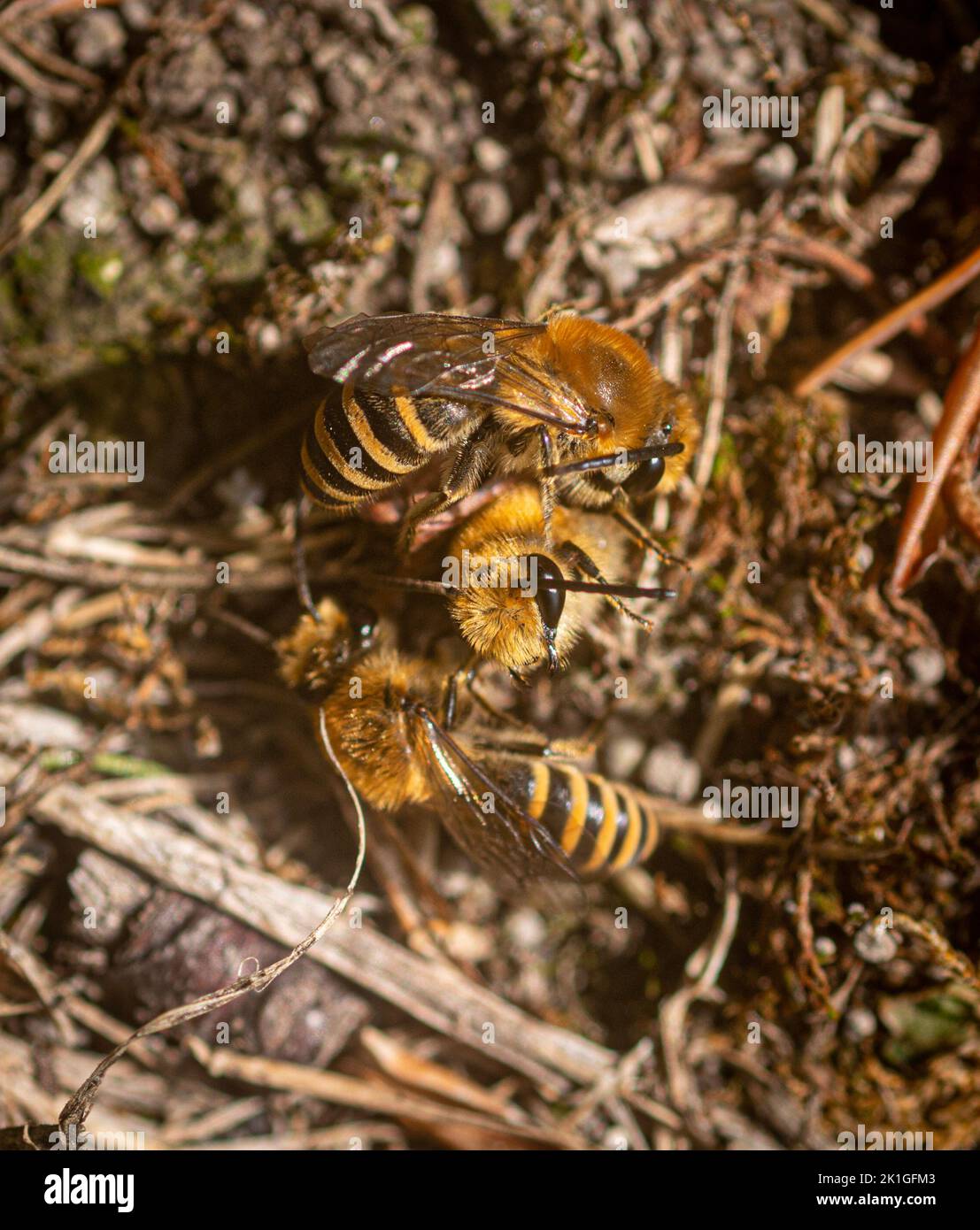 Male ivy mining bees hi-res stock photography and images - Alamy
