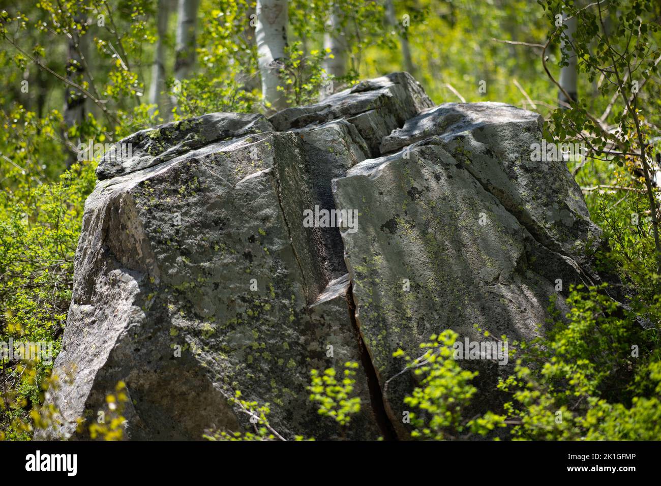 A huge rock in a forest Stock Photo - Alamy