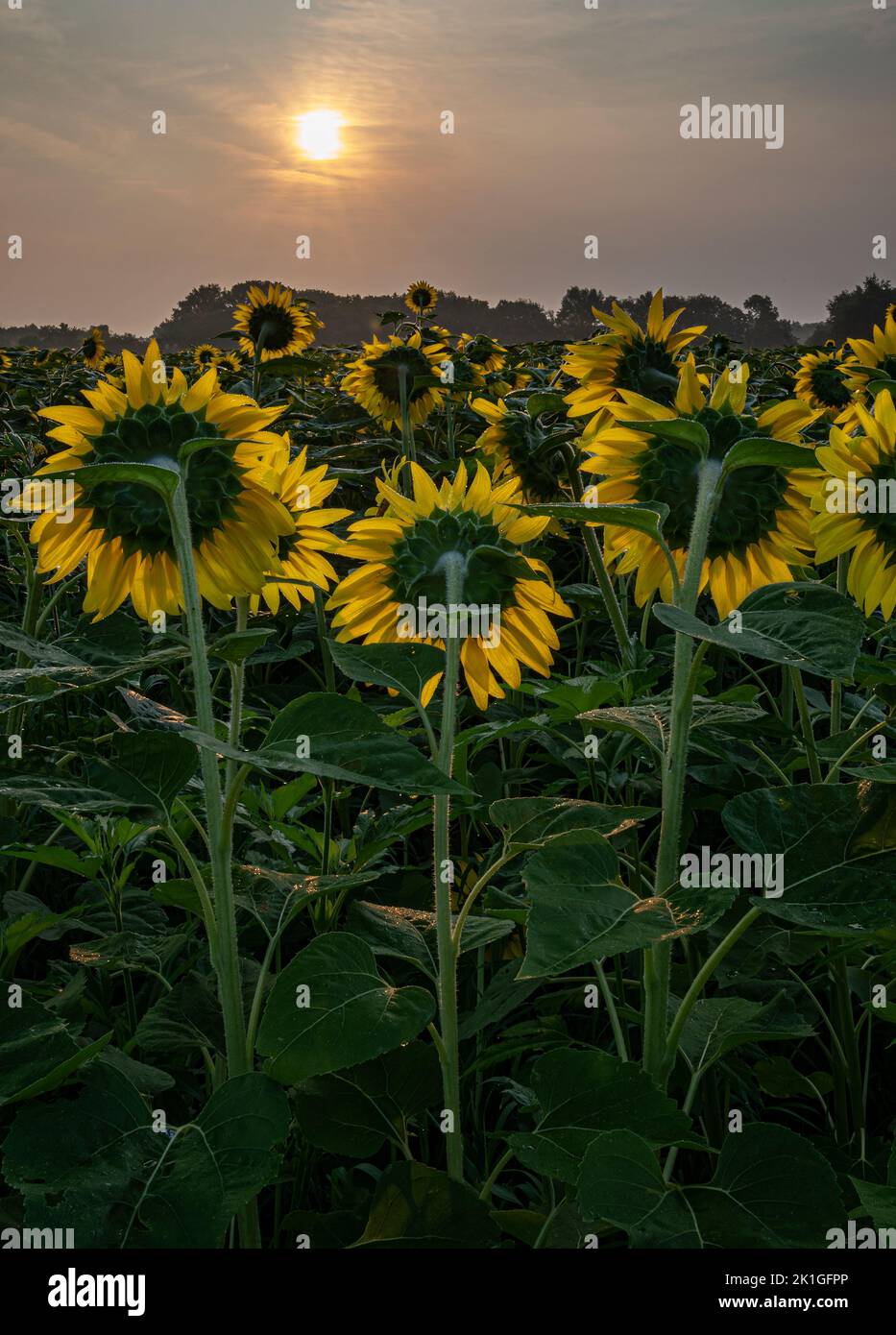 Backside of sunflower hi-res stock photography and images - Alamy