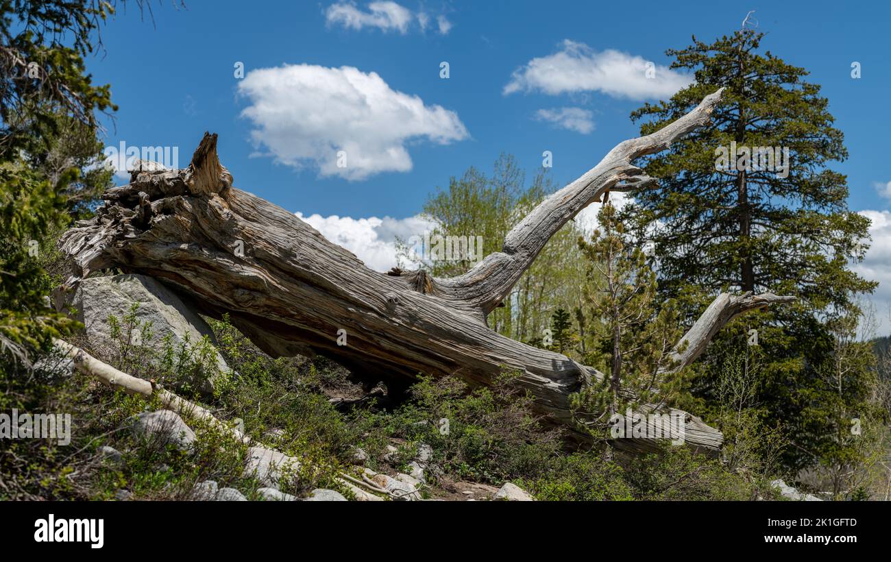 Cut down big tree hi-res stock photography and images - Alamy