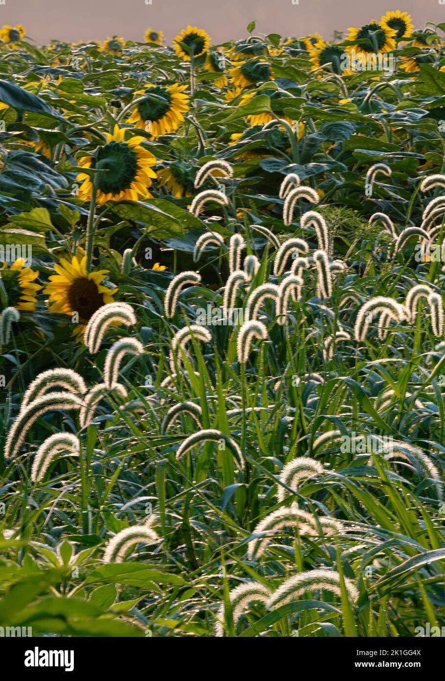 Sunflower fields are bordered by grasses including these with backlit ...