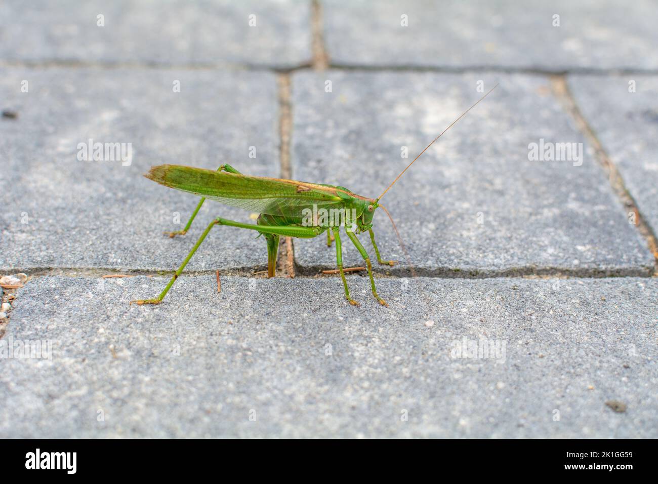Green cricket insect hi-res stock photography and images - Alamy