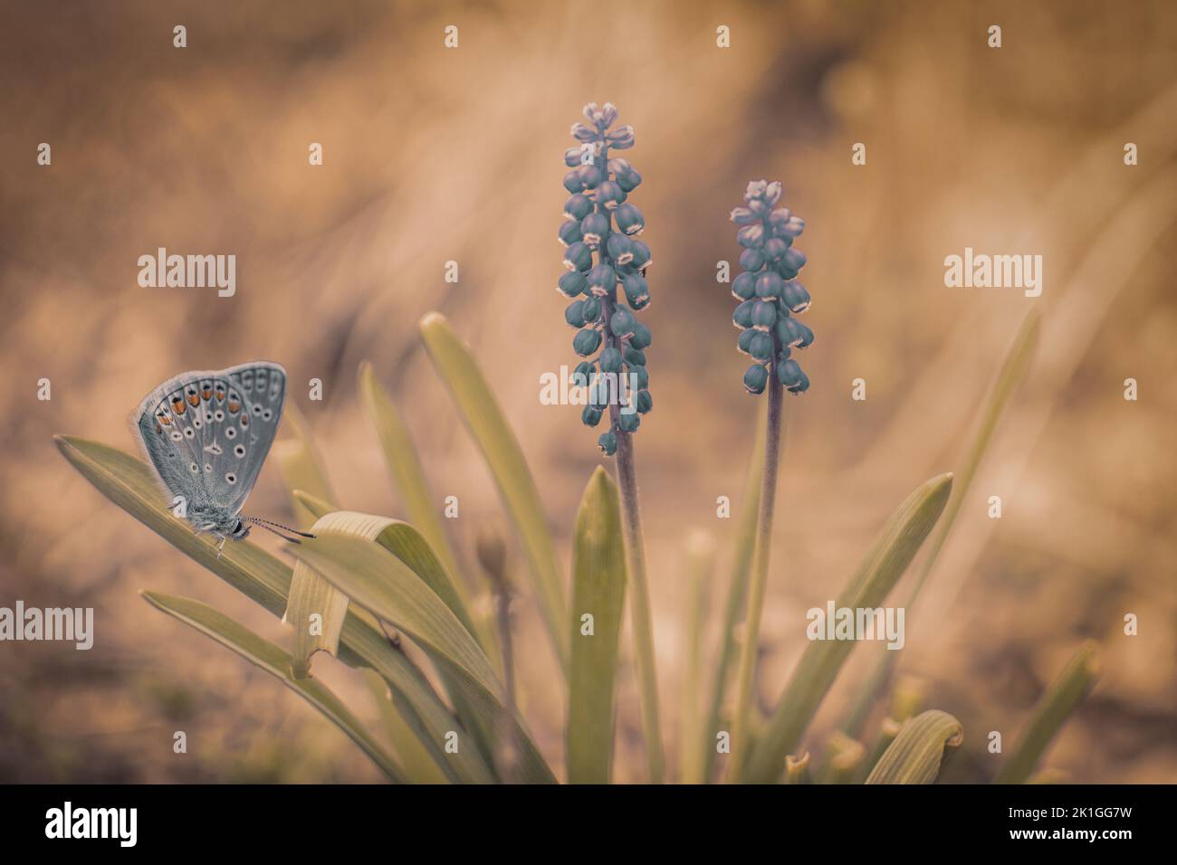 Flower and butterfly in a fairy-tale photo Stock Photo - Alamy