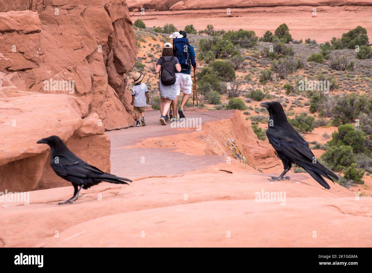 Two crows sitting on the red rocks while tourists walk behind in Utah ...