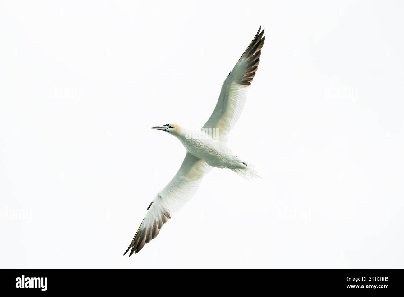 Diving yorkshire coast Cut Out Stock Images & Pictures - Alamy