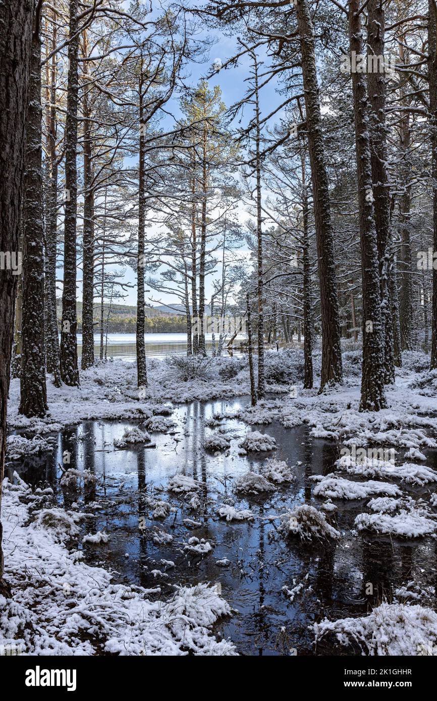Winter at Loch Garten in the Cairngorms Stock Photo - Alamy