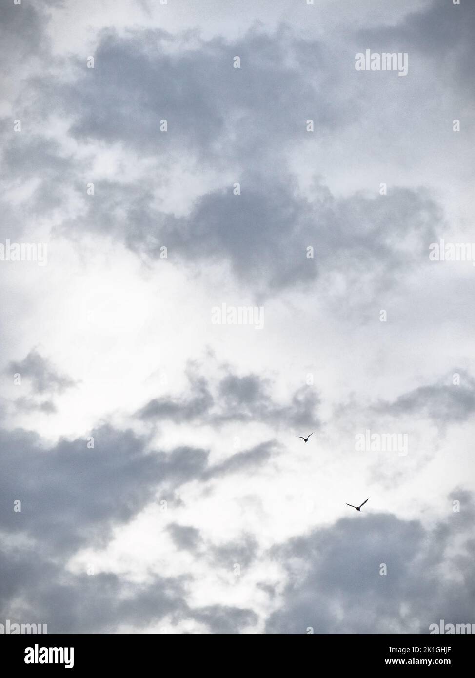 A vertical view of birds flying with cloudy sky in the background Stock ...