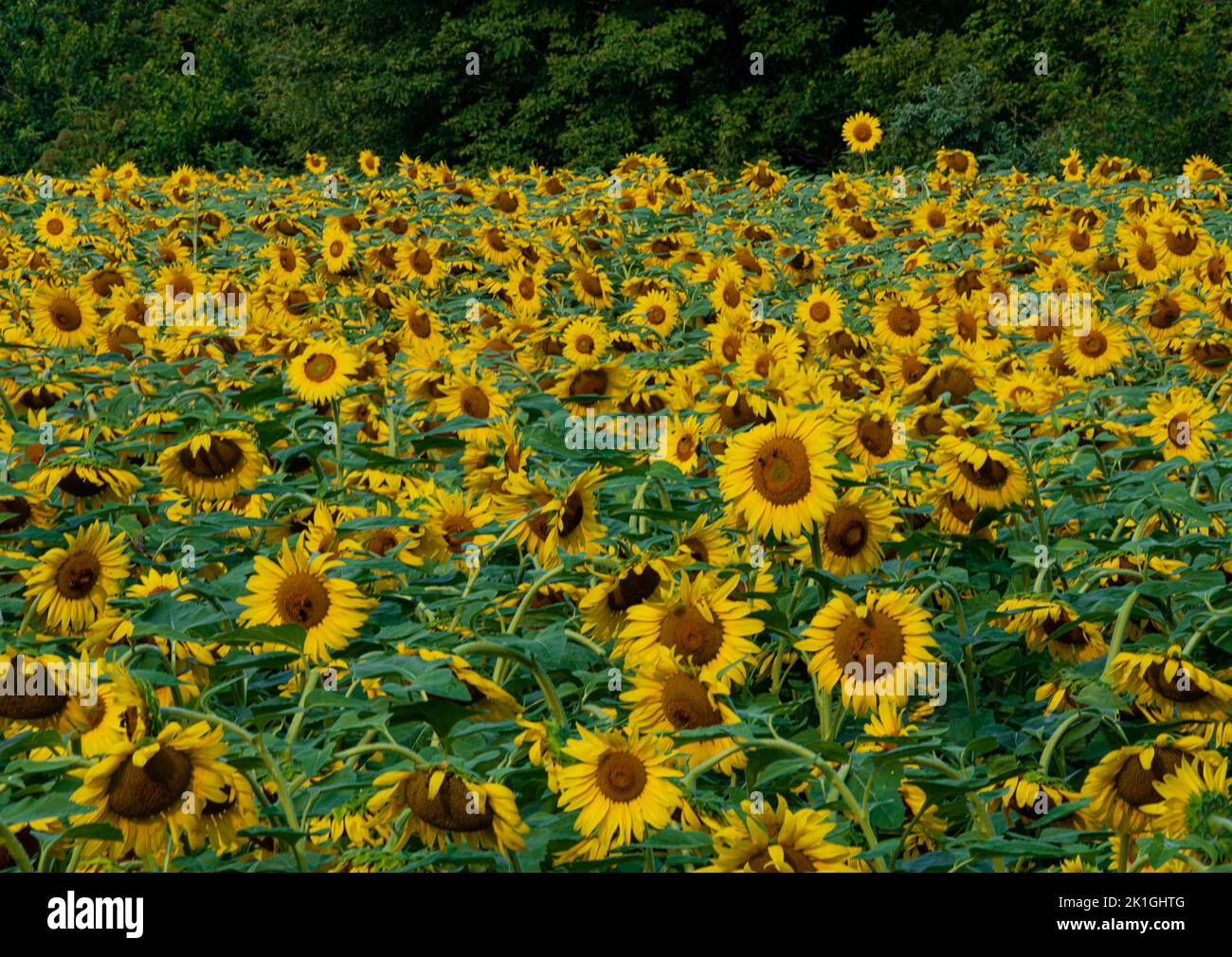 Big sunflower river hi-res stock photography and images - Alamy