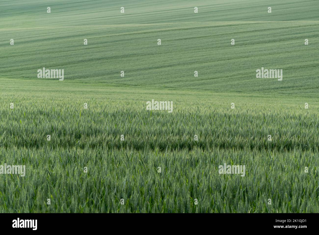Wheat field production hi-res stock photography and images - Alamy