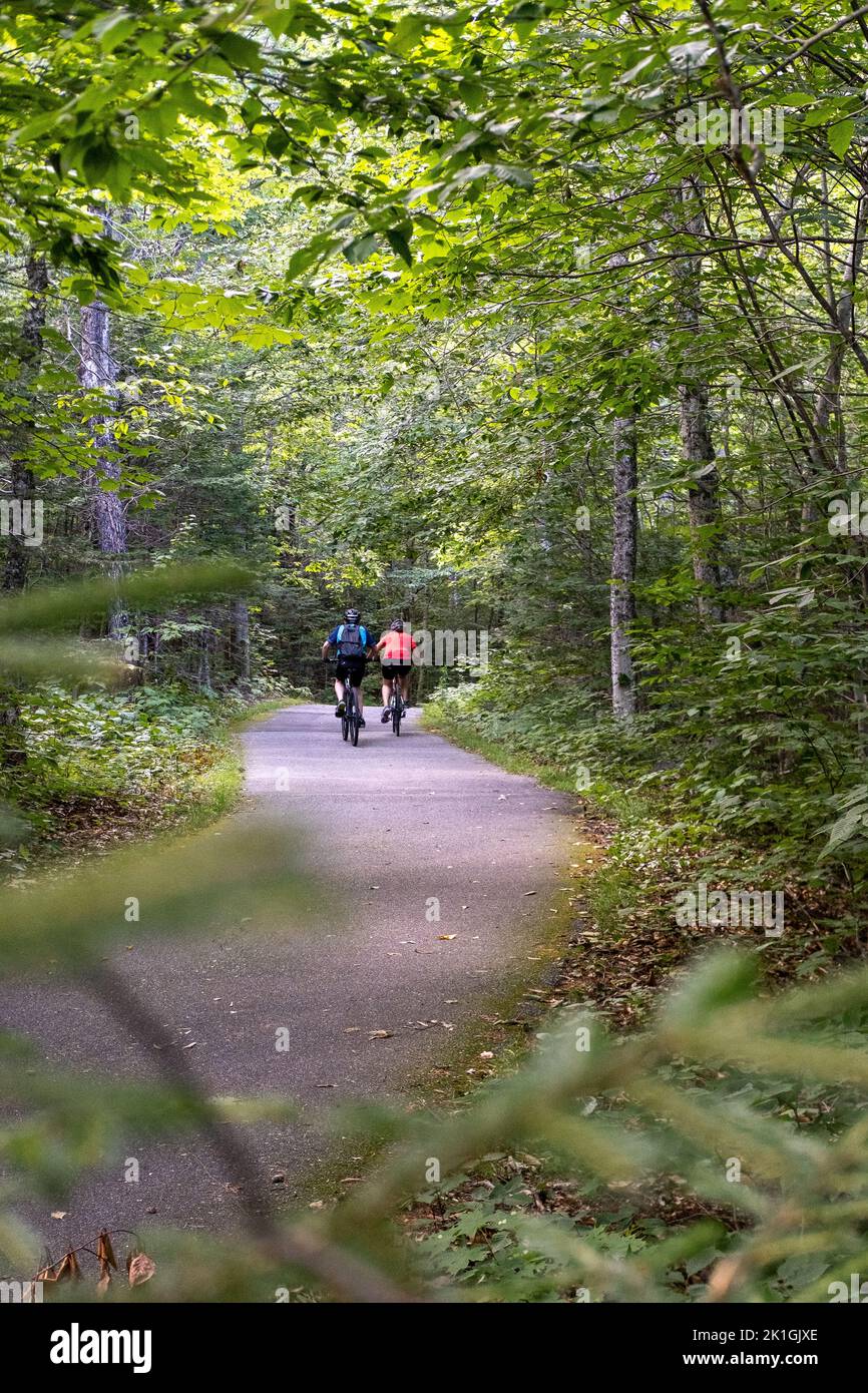 A couple riding their bikes on a road in the forest. High quality photo ...