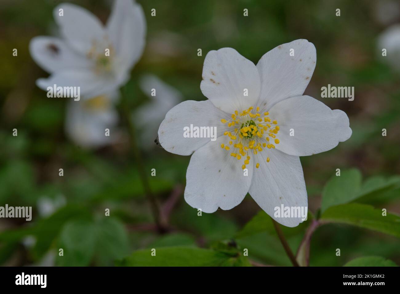 Single anemone with leaf background hi-res stock photography and images ...