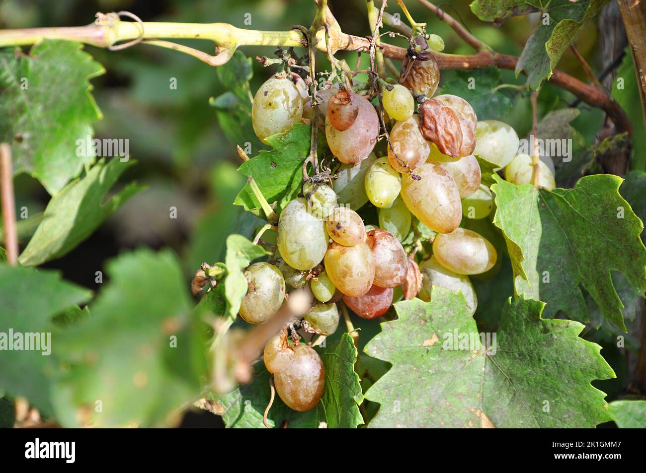 Grape vine disease hi-res stock photography and images - Alamy