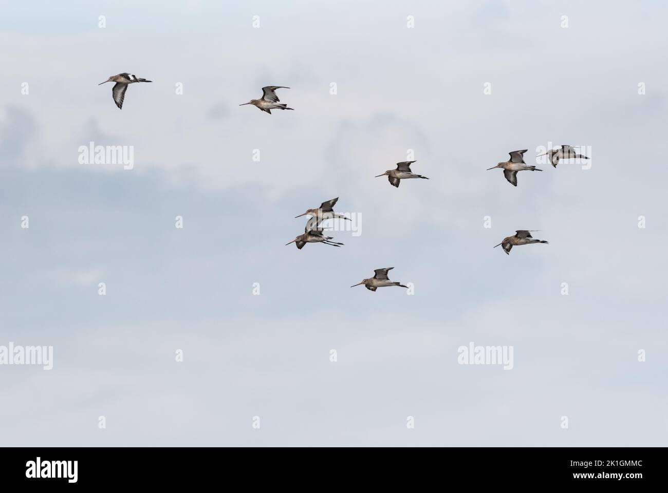 Flying Black-tailed Godwits (Limosa limosa Stock Photo - Alamy