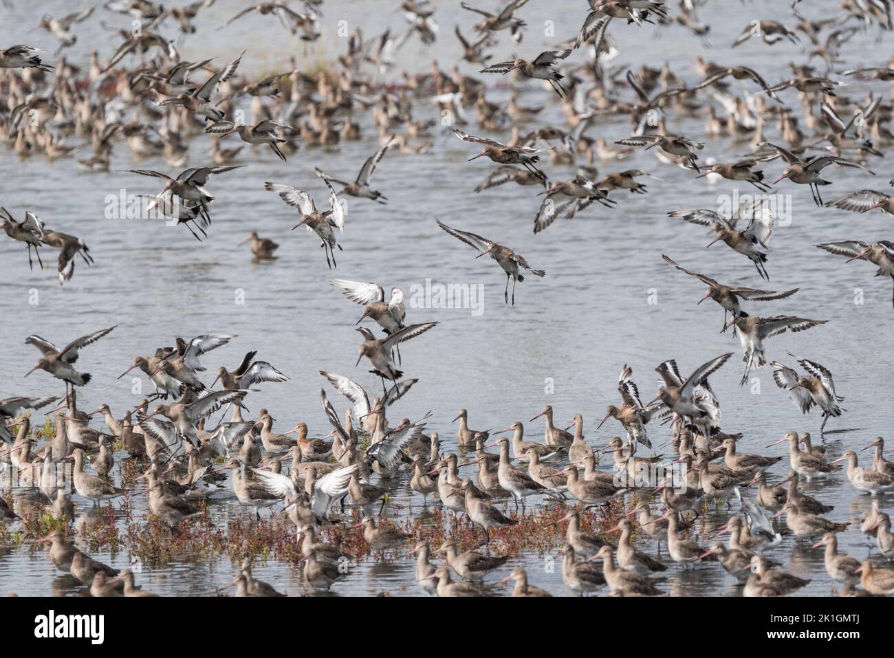 Landing Black-tailed Godwits (Limosa limosa Stock Photo - Alamy