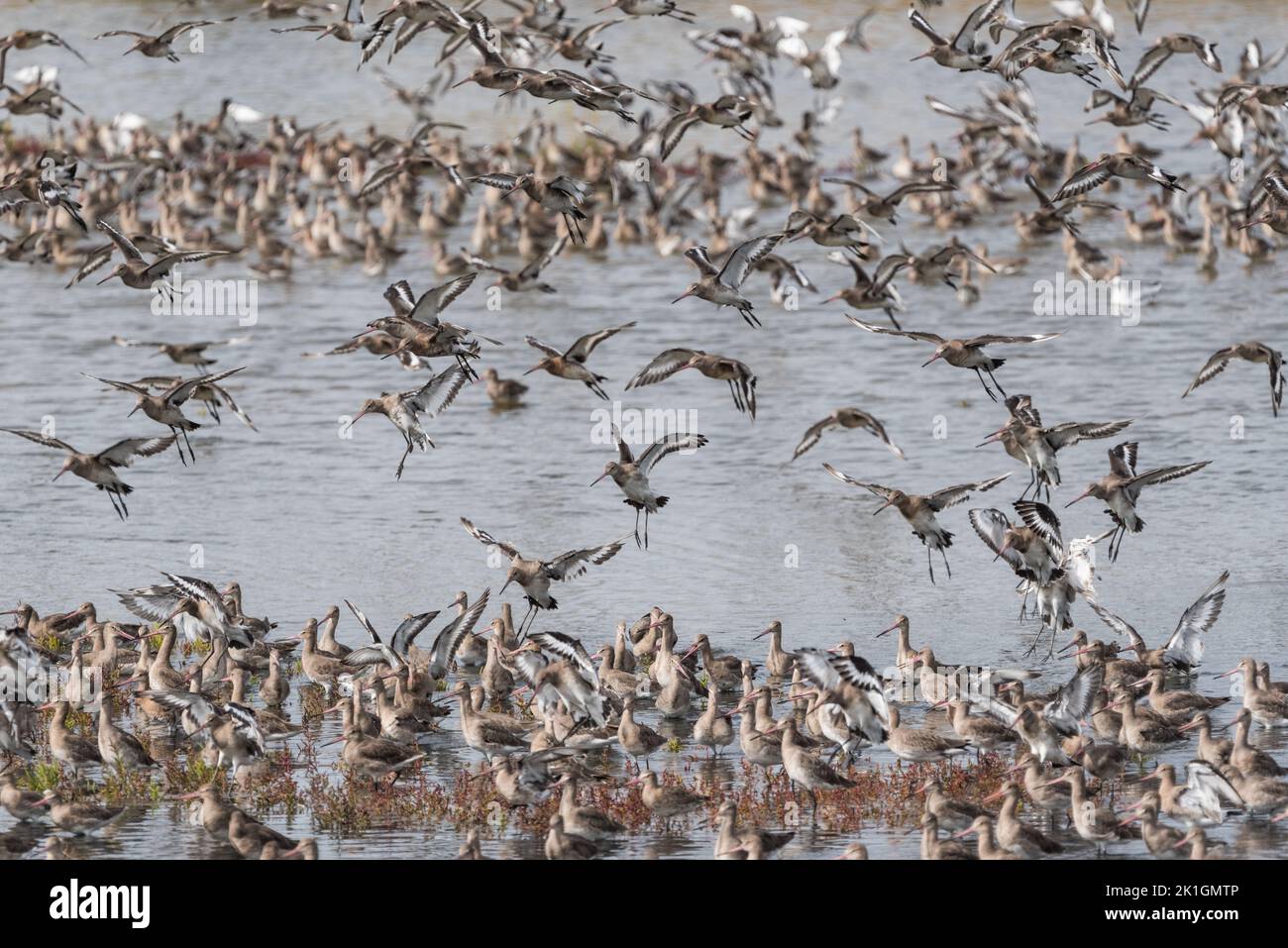 Landing Black-tailed Godwits (Limosa limosa Stock Photo - Alamy