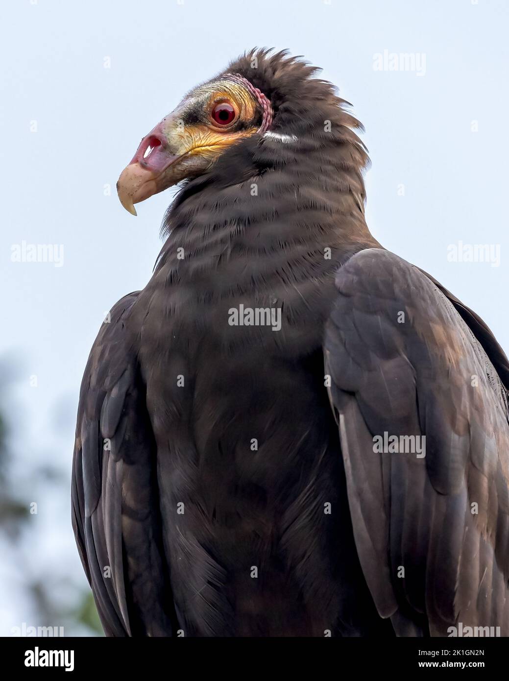 Closeup portrait of a Lesser Yellow-headed vulture (Cathartes ...