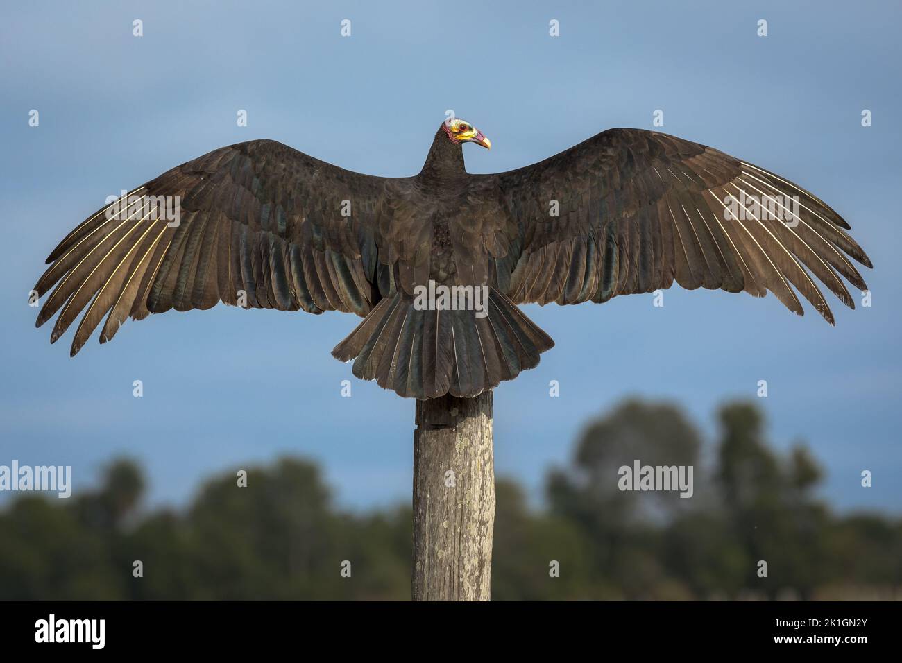 A Lesser Yellow-headed vulture (Cathartes burrovianus) spreading its ...