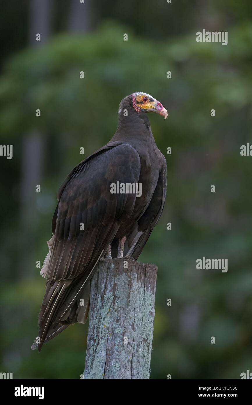 Lesser Yellow-headed vulture (Cathartes burrovianus) perched on a ...