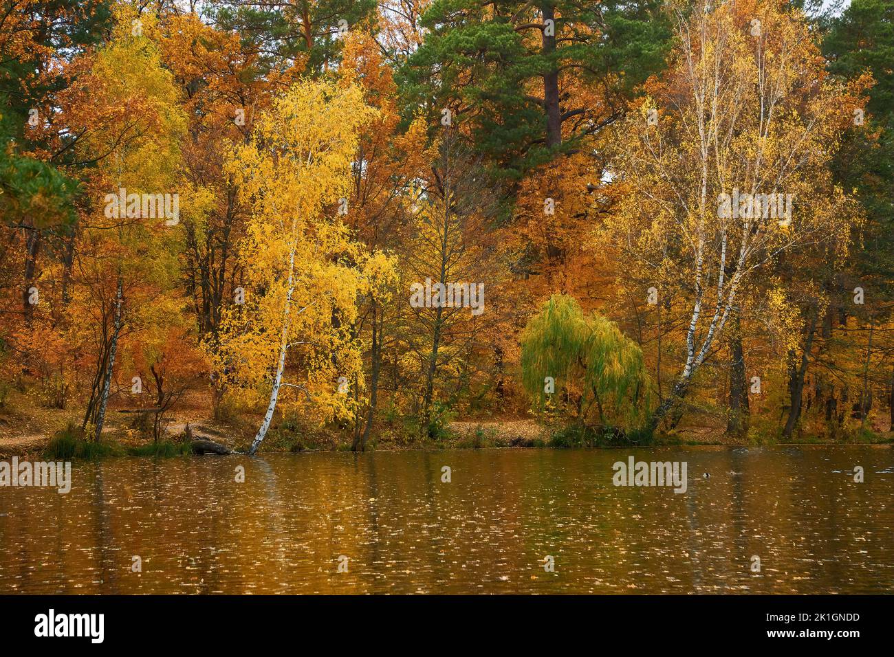 beautiful landscape of golden autumn forest edge with birches and water ...
