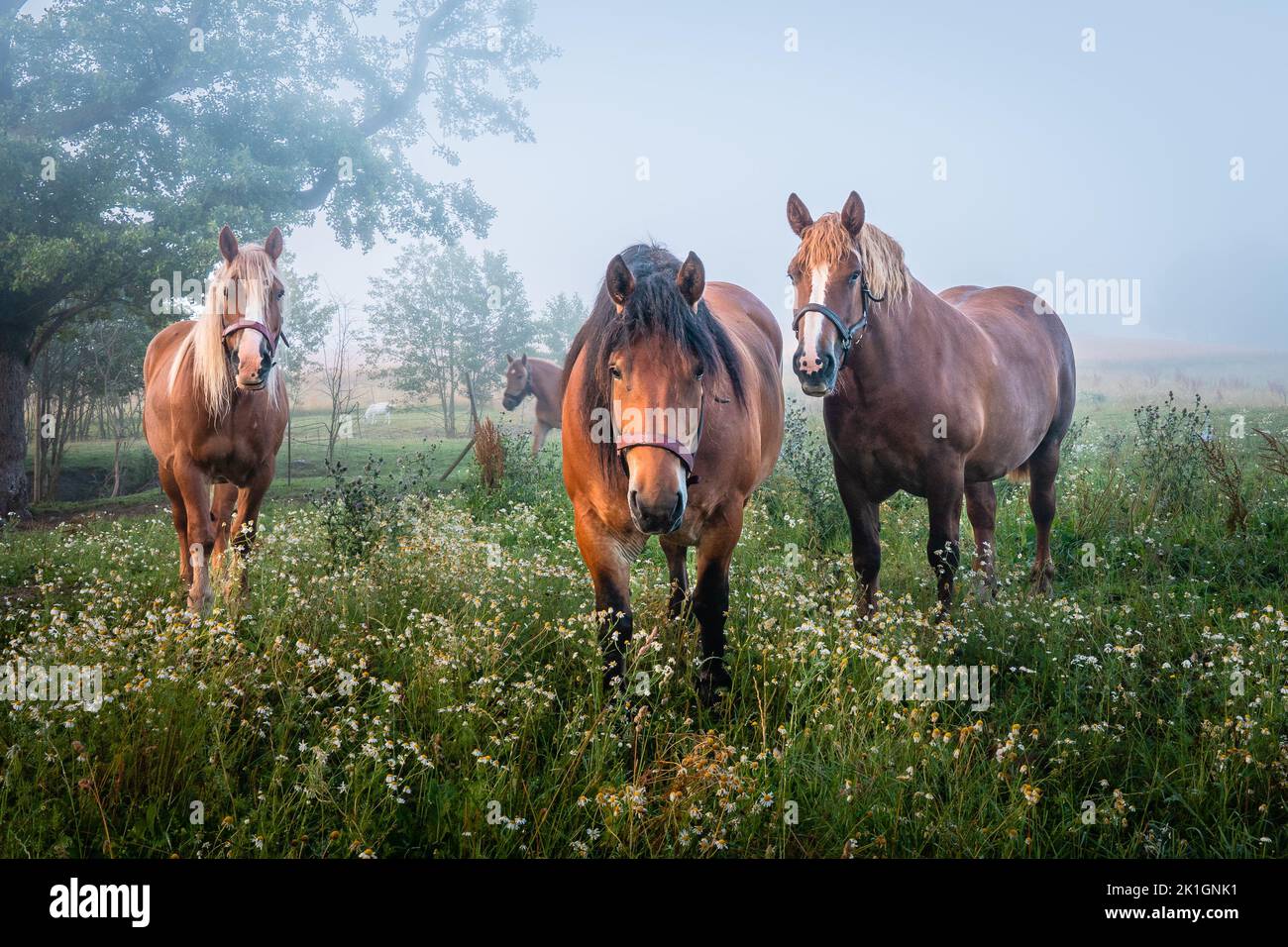 Ardenner horses in morning mist, Sweden Stock Photo - Alamy