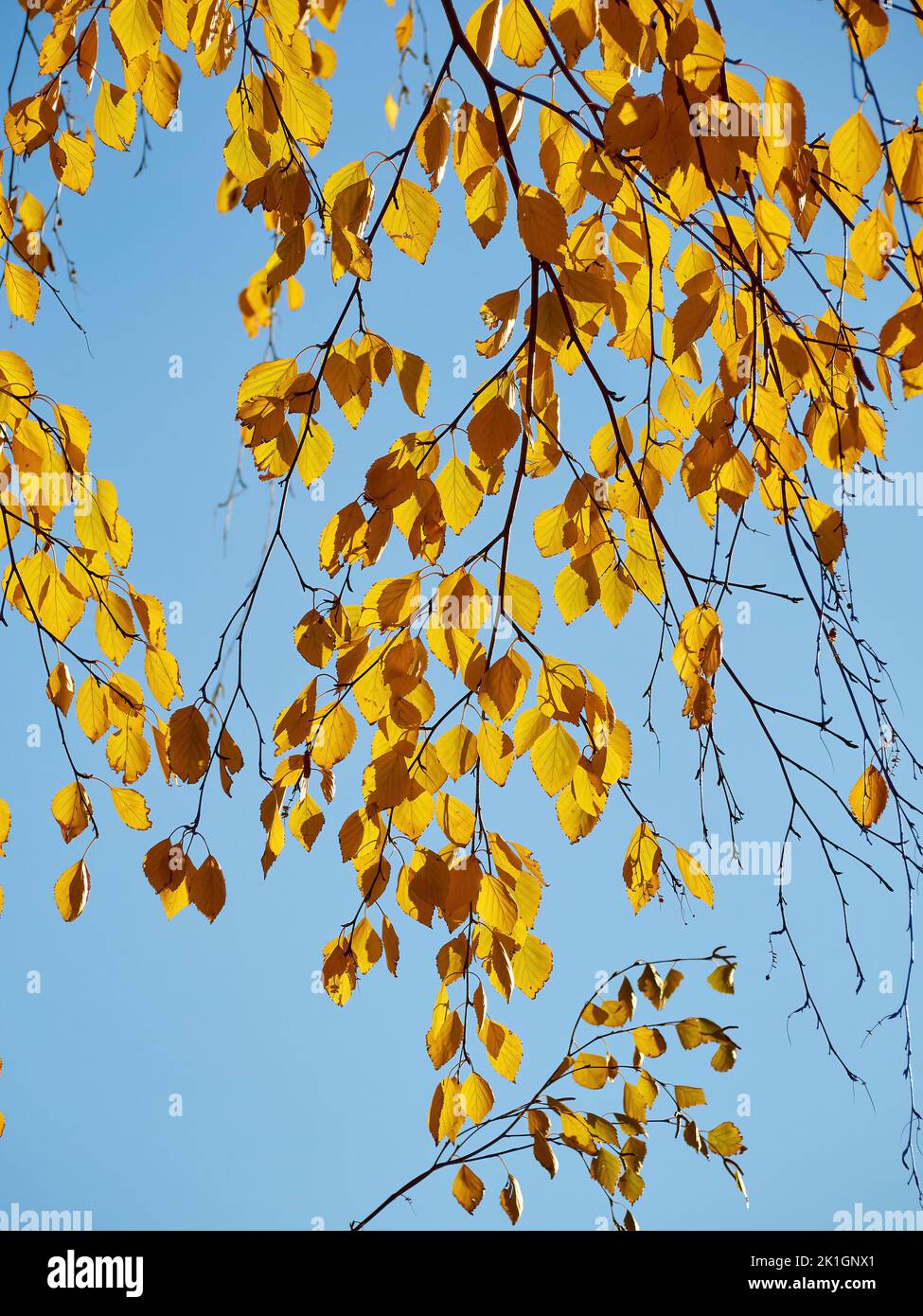 Autumn leaves on a tree branch. autumn photography Stock Photo - Alamy