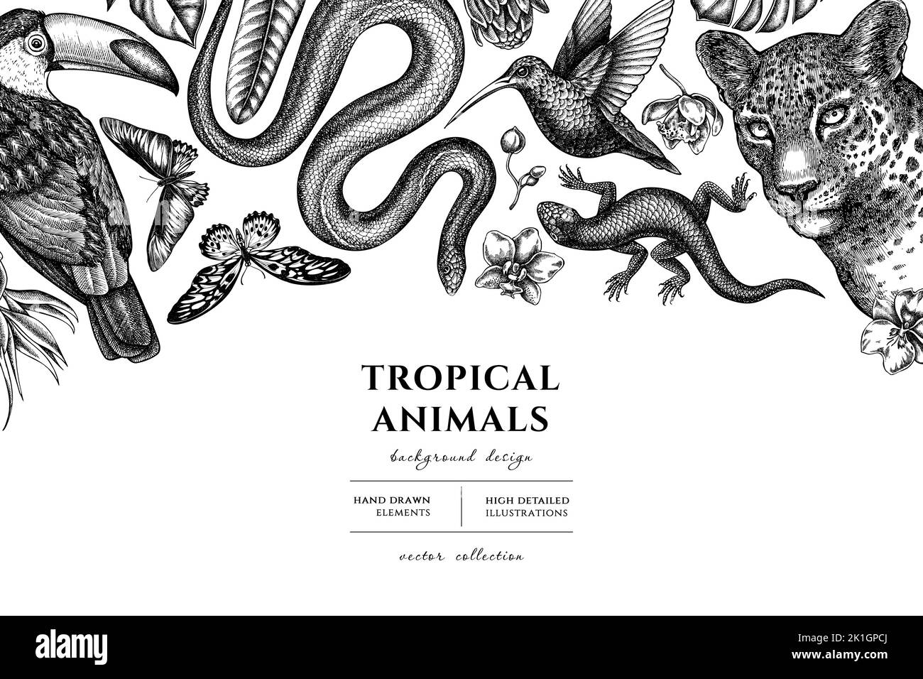 Tropical animals hand drawn illustration design. Background with sketch ...
