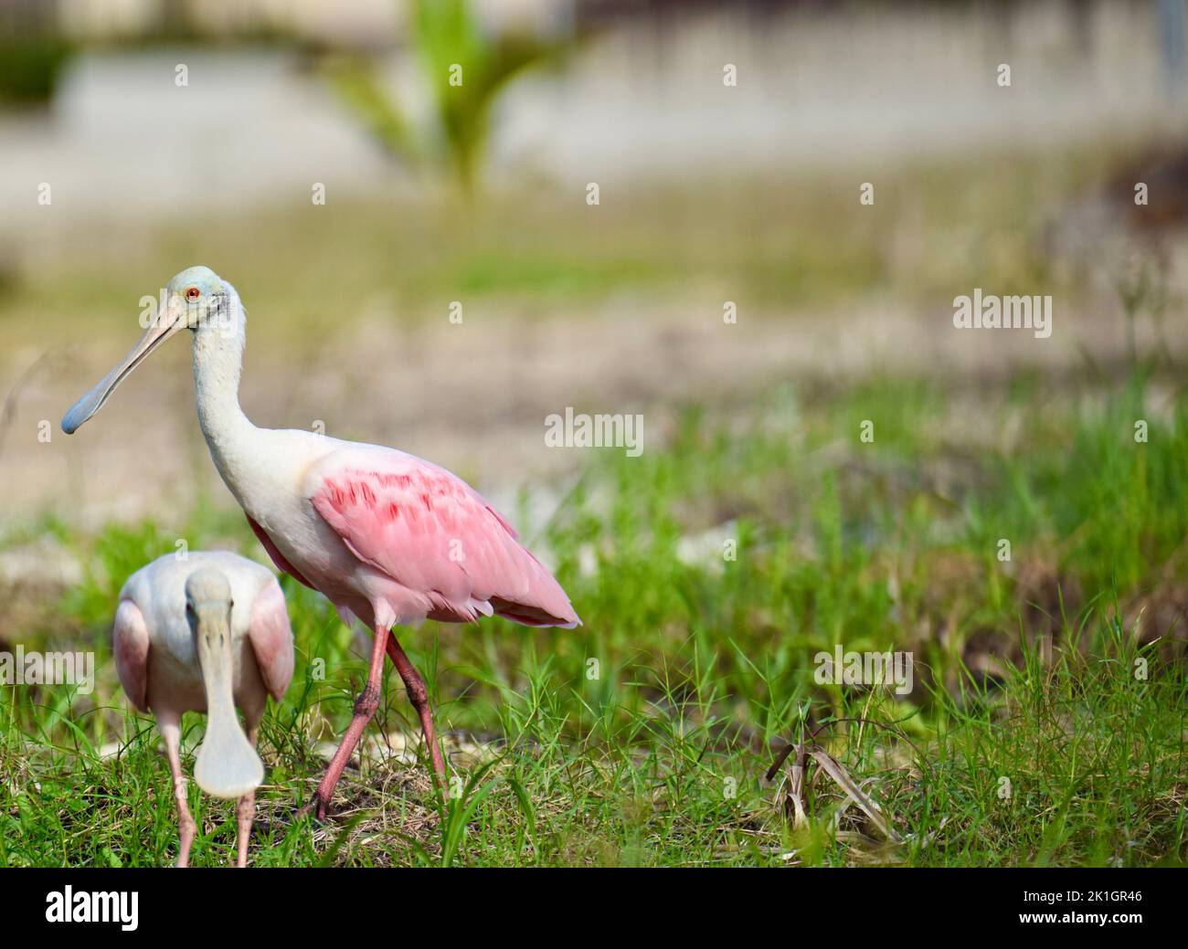Two Roseate spoonbills (Platalea ajaja), wading through shallow water ...