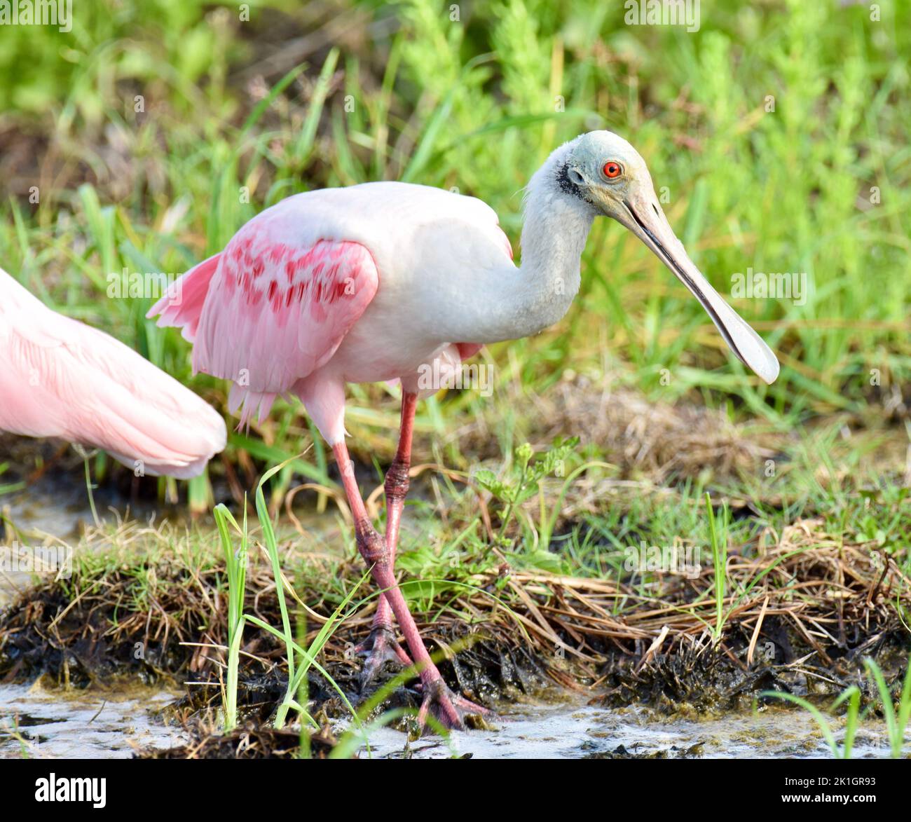 Roseate spoonbill (Platalea ajaja), in profile, in the wetlands of San Pedro, Ambergris Caye ...