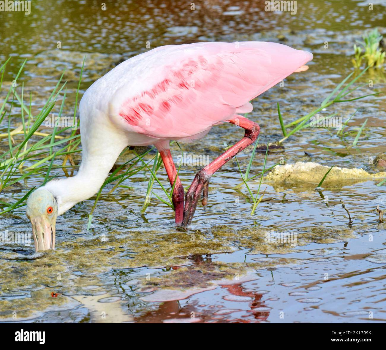 Roseate spoonbill (Platalea ajaja) with its beak in the water, looking ...