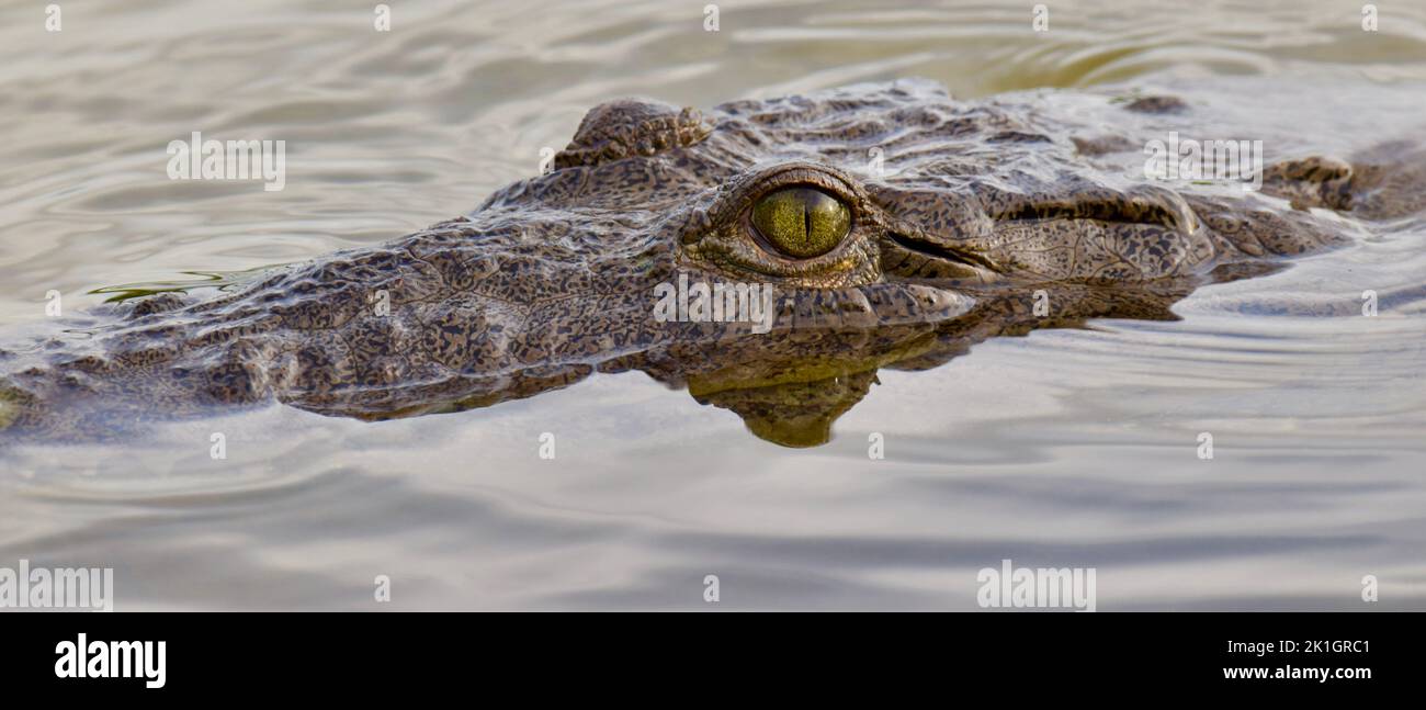 Morelet's crocodile (Crocodylus moreletii), aka Belize Crocodile, close ...