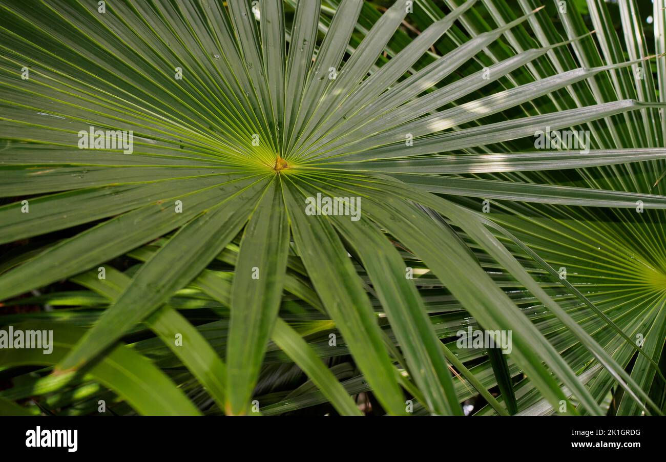 Fanning pattern hi-res stock photography and images - Alamy