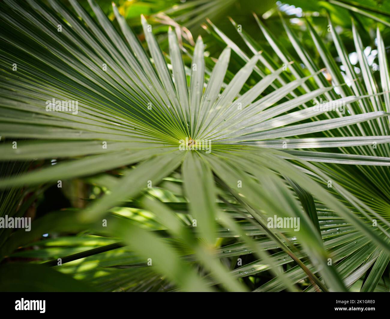 Fanning leaves hi-res stock photography and images - Alamy